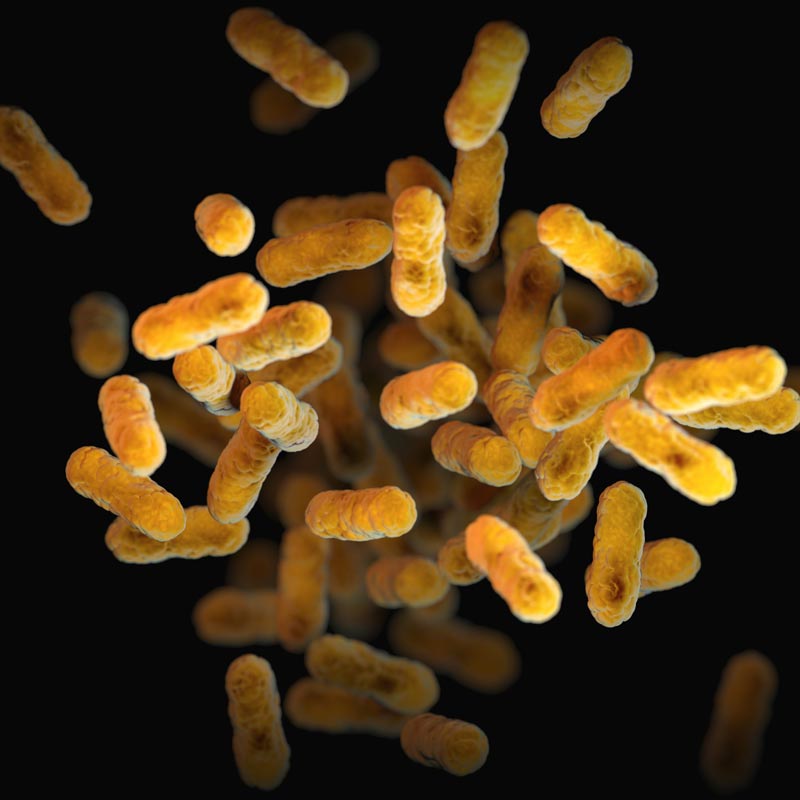 Probiotic + Prebiotic – Prince Lorenzo's Royal Treatment